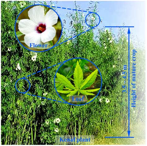 Kenaf Fiber Reinforced Biocomposites For Marine Applications A Review