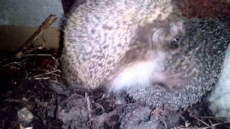 Смех без Причины Интимная жизнь Ежей секс YouTube