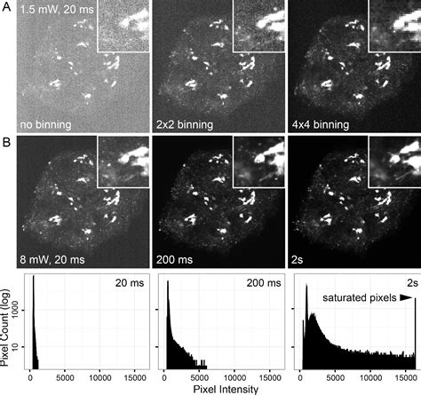 measuring cell fluorescence using imagej