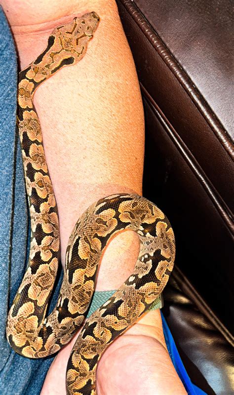 Dumerils Boa Rsnakes