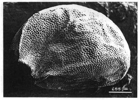 Figure 1 From Scanning Electron Microscopy Of Conidium Formation Of