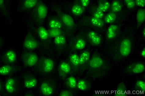 Nucleolinc23 Antibody Cl488 83380 Proteintech