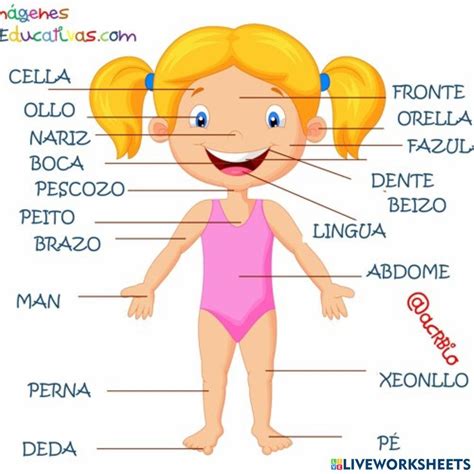 Partes Del Cuerpo Humano Exercise For Tercer Grado Live Worksheets