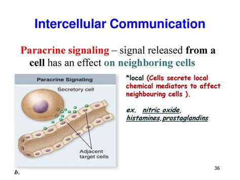 Sheet 14 Lecture Signal Transduction Part I Lecture Date Ppt