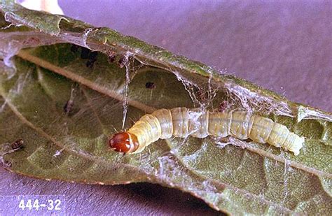 Apple Leafroller Pacific Northwest Pest Management Handbooks