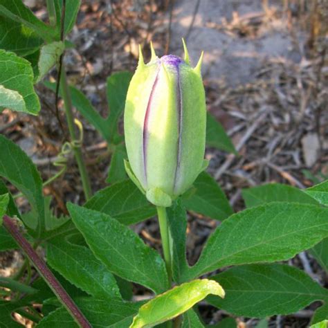 Health Benefits Of Maypop Health Benefits