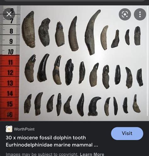 Find Fossils In Texas At Dorothy Bufkin Blog