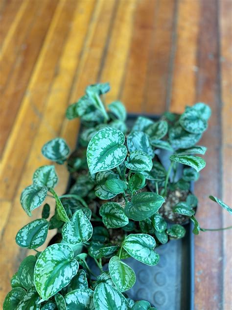Scindapsus Pictus Exotica A Modern Plantsman