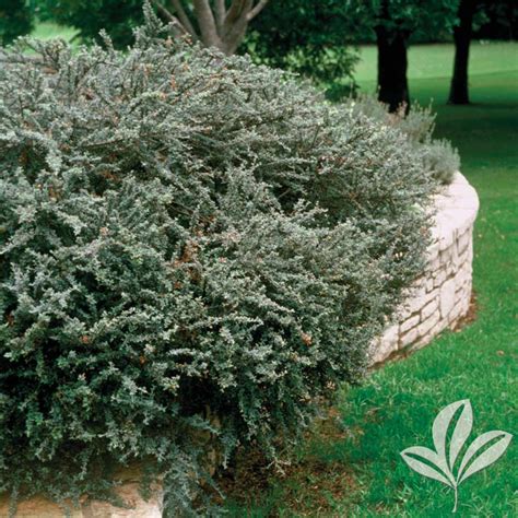 Gray Leaf Cotoneaster Cotoneaster Glaucophyllus Magnolia Gardens Nursery