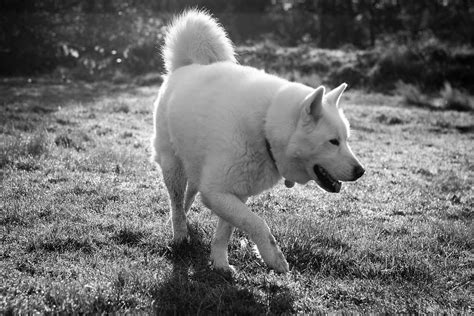 Programming Binary Search Rkotlin