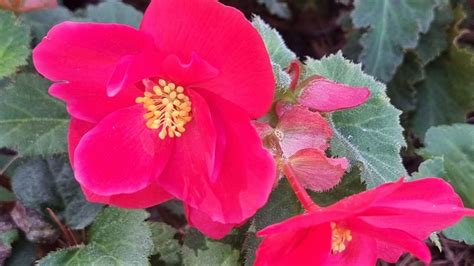 Бегония садовая уход фото