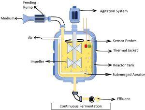 Difference Between Batch And Continuous Fermentation With Comparison Chart Bio Differences