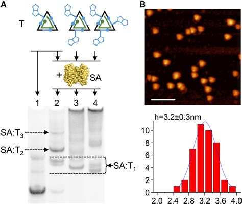 Complex Formation Of Streptavidin With Preformed Nucleic Acid Download Scientific Diagram