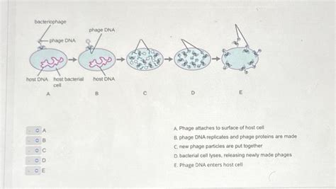 Solved Match The Stage Of The Lytic Replication Cycle In The