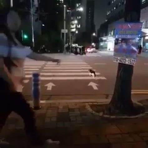 Final Project Object Detection Dataset By Anomaly Road Crossing Detection