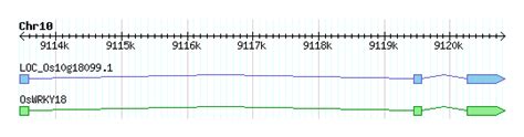 rice genome annotation project