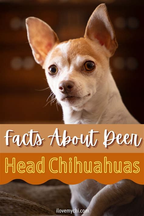 12 Facts About Deer Head Chihuahuas Deer Chihuahua Chihuahua Deer Head