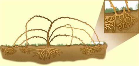 Propagation Layering University Georgia