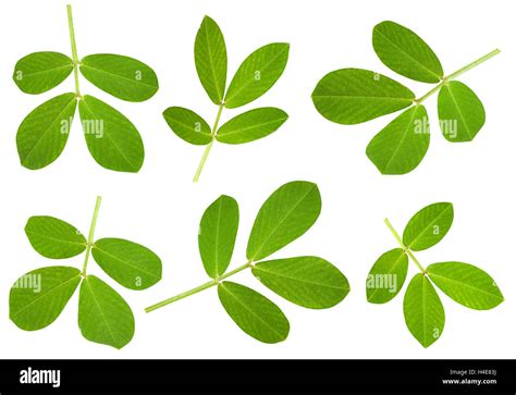 Peanut Leaves