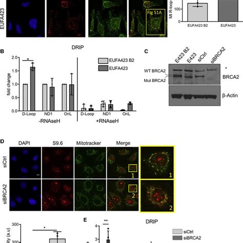 Impaired Recruitment Of Rnaseh1 To Sites Of R Loop Formation In Mtdna Impaired Recruitment Of Rnaseh1 To Sites Of R Loop Formation In Mtdna