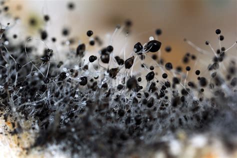 Виды плесени 🦠 образовывающиеся в помещении. Фото