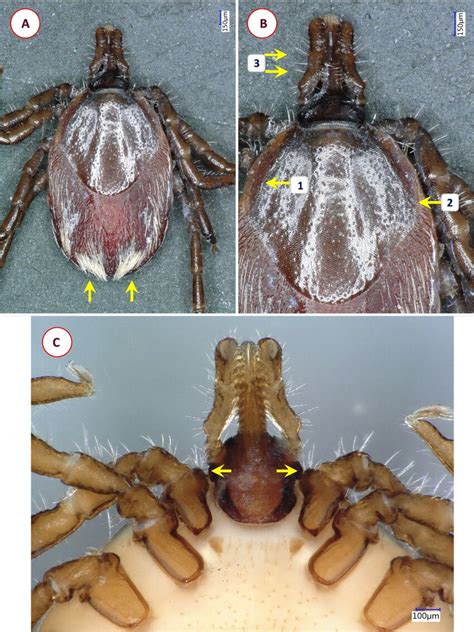 Key Morphological Characters Of Ixodes Pilosus Group Sp Ii Female A Download Scientific