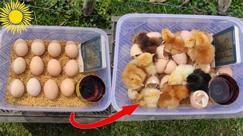 How Can You Incubate An Egg Without An Incubator At Christopher Zavala Blog