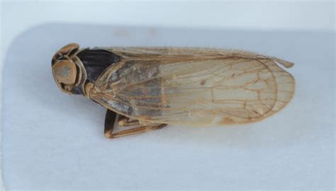 True Hoppers Of The Wp