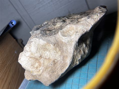 Thoughts Fossil Id The Fossil Forum