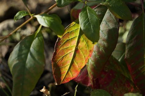 树叶 叶子 树 Pixabay上的免费照片 Pixabay