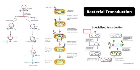 Bacterial Transduction Definition Types Steps Examples Biology Notes Online