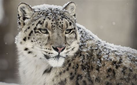 Mac Os X Snow Leopard Wallpaper Hd Images