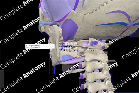 Sublingual Fossa Left Complete Anatomy