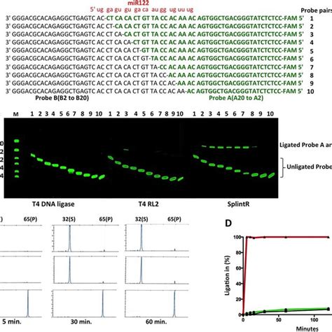 Comparison Of T4 Dna Ligase T4 Rna Ligase 2 And Splintr Ligase For