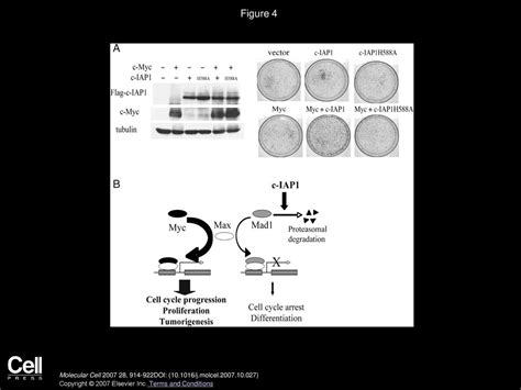 c iap1 cooperates with myc by acting as a ubiquitin ligase for mad1