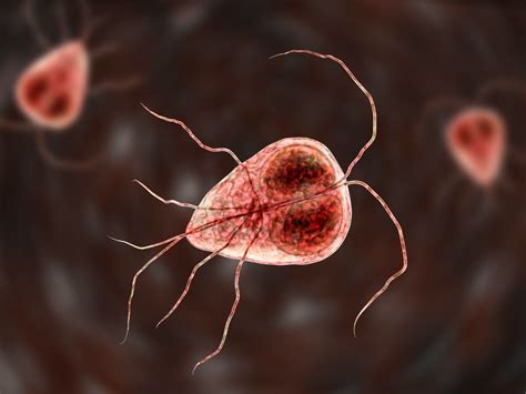 Giardiasis Blog De Parasitologia