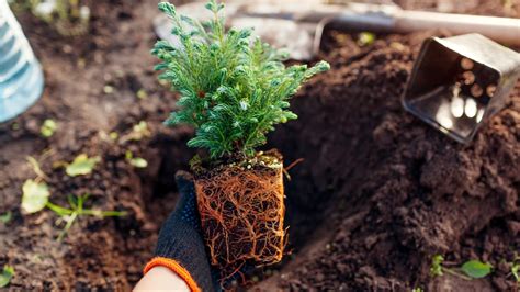 Reasons Your Lemon Cypress Tree Is Dying And How To Save It Epic Gardening