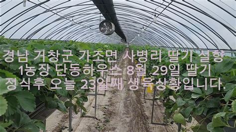 경남거창가조사병 가조면1호 230921목 딸기정식23일째생육상황 위황병탄저병흰가루잿빛곰팡이예방 팁번예방 농합디펜스어디에나농법 가조농약종묘사 010 7258