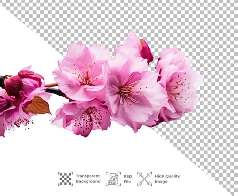 Premium PSD Psd Isolated On Transparent Background