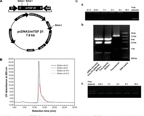 Figure 1 From Encapsulation Of Plasmid Dna In Calcium Phosphate