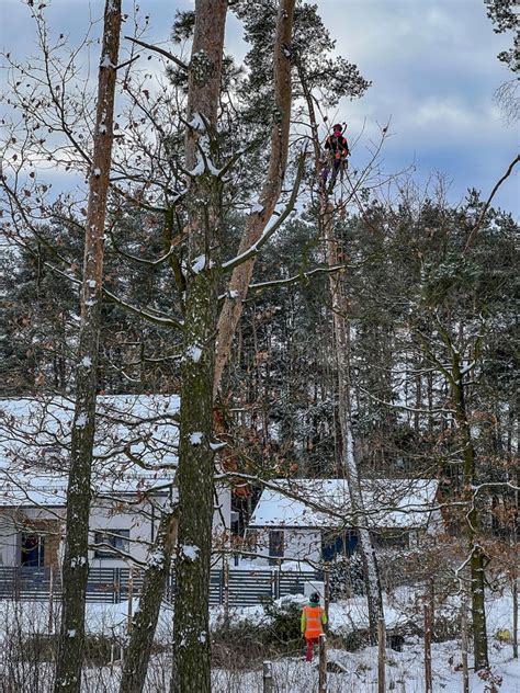 Cutting And Felling Trees Near Houses Using The Manual Climbing Method