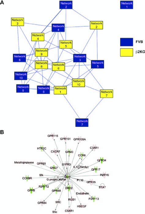 A Gpcr Network Is Differentially Regulated After Mcao In Fvb But Not Download Scientific
