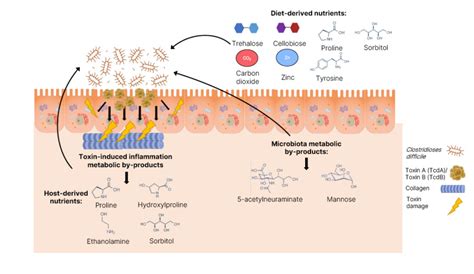 Clostridioides Difficile Infection Targeting An Unwelcome And