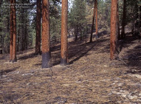 Ponderosa Pine Forest Fire