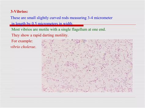 Classification Of Microorganisms Lecture PPT Biological Sciences Science