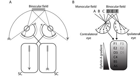 Monocular And Binocular Visual Field At Dorothy Bufkin Blog