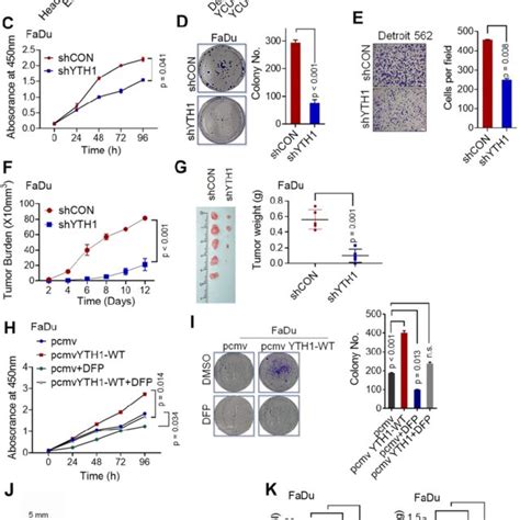 Tfrc Is A Crucial Target Gene For The Ythdf1 Promotion Of Iron Download Scientific Diagram