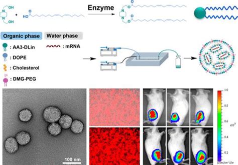 Enzyme Catalyzed One Step Synthesis Of Ionizable Cationic Lipids For