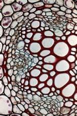 Dicot Root Cross Sections