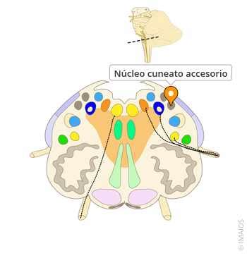 Núcleo Cuneato Accesorio E Anatomy Imaios